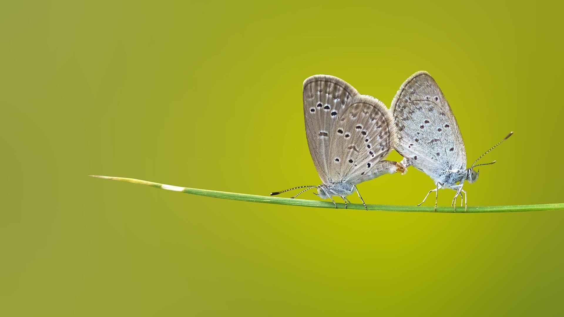 Descubre el Fascinante Mundo de las Mariposas: Desde la Oruga a la ...