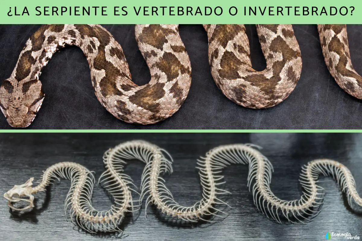 Descubriendo el Reino Animal: La Serpiente, un Vertebrado entre ...