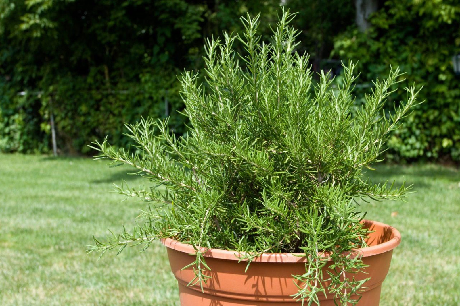 El Romero Necesita Sol: Guía Completa para el Cultivo de Esta Aromática Planta